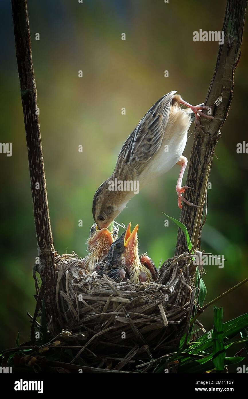 A mother feeding its babies. West Sumatra, Indonesia: THIS MOTHER bird ...