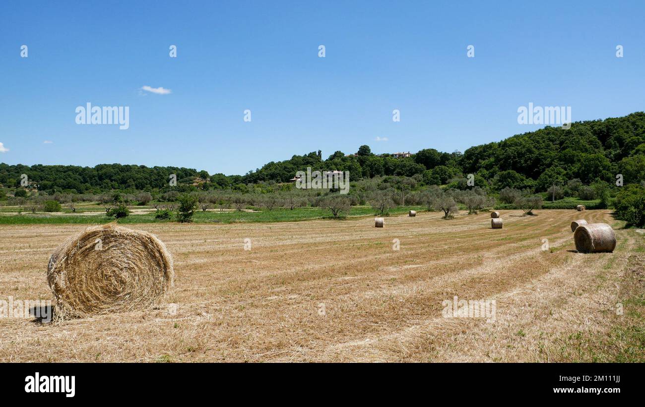 hay balls fields in summer in italy Stock Photo - Alamy