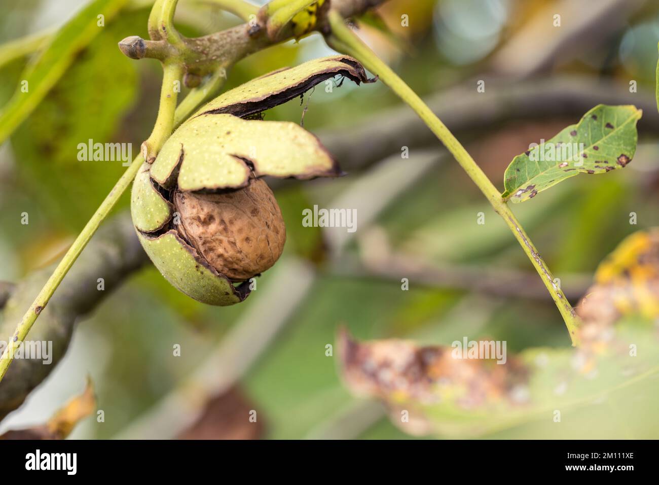 Ripe walnut in a shell on a tree branch Stock Photo - Alamy