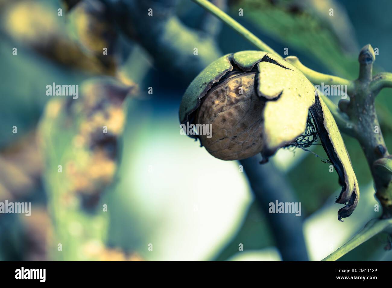 Super nut hi-res stock photography and images - Alamy