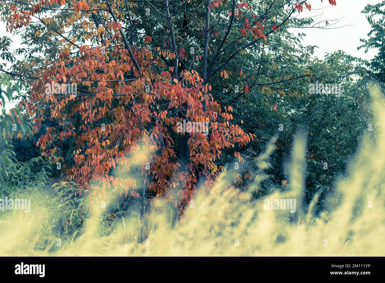 In the middle of the park in the fall season, yellow leaves. A good ...
