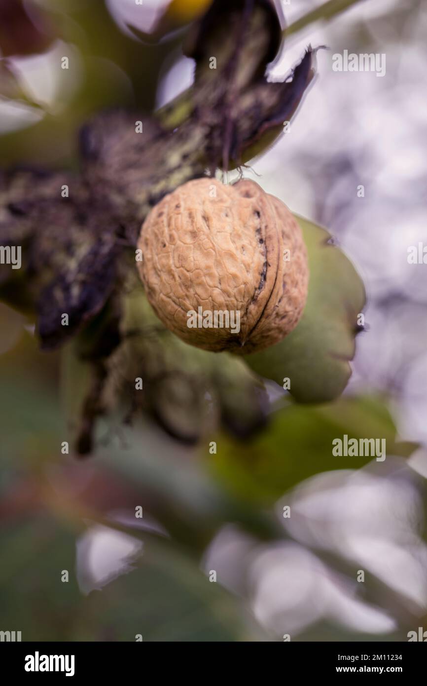 Walnut ripe on tree hi-res stock photography and images - Alamy