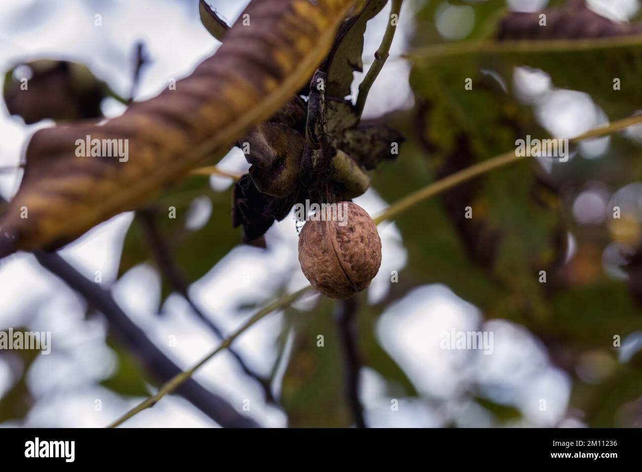 Walnut ripe on tree hi-res stock photography and images - Alamy