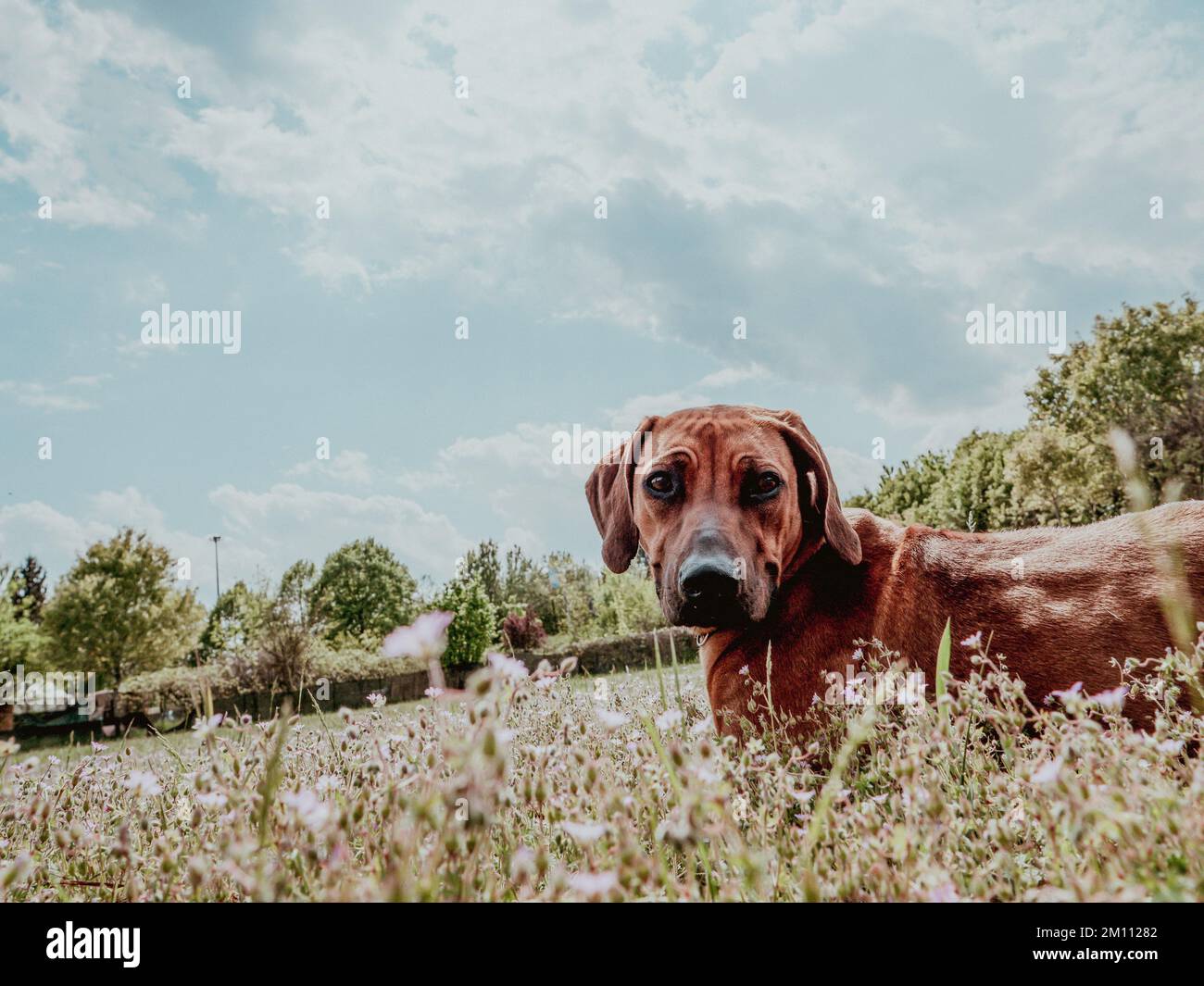 Woman rhodesian ridgeback hi-res stock photography and images - Alamy