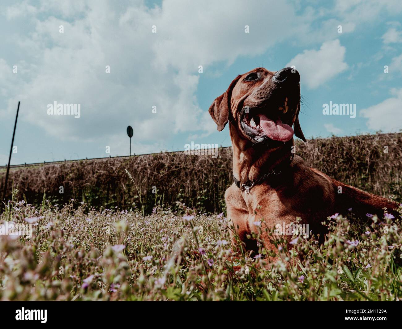 Playing rhodesian ridgeback hi-res stock photography and images - Alamy