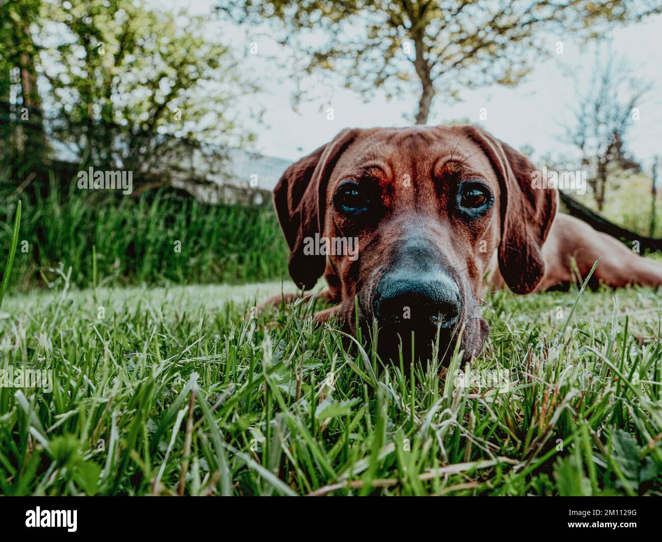 brown rhodesian ridgeback playing in the garden Stock Photo - Alamy