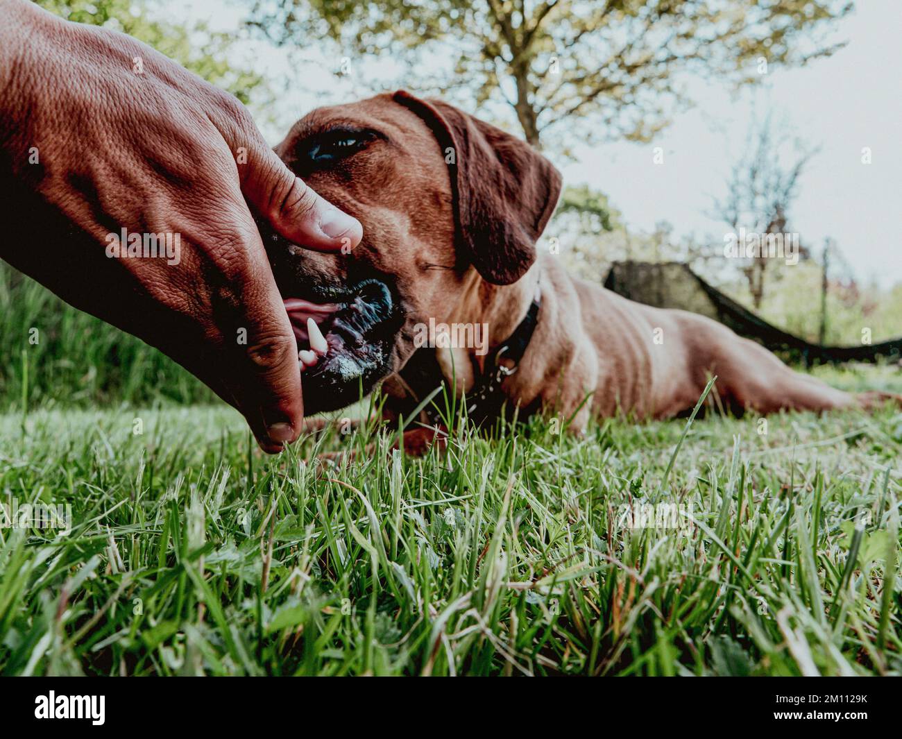 Woman rhodesian ridgeback hi-res stock photography and images - Alamy