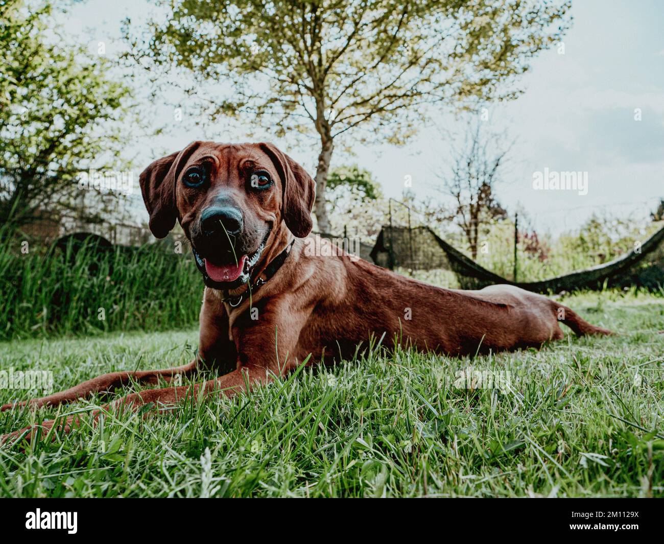 brown rhodesian ridgeback playing in the garden Stock Photo - Alamy
