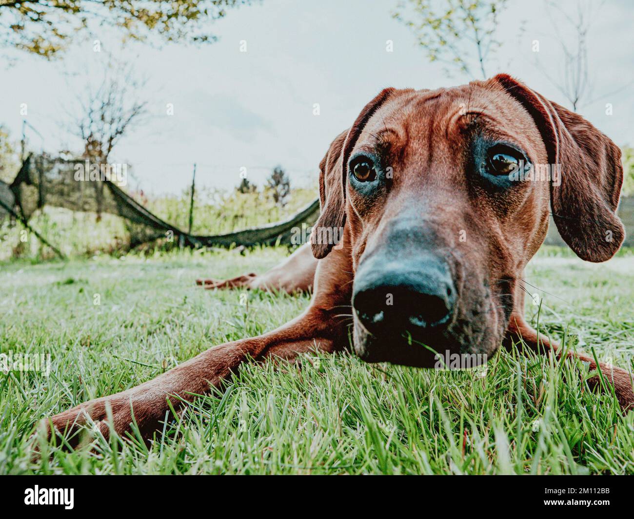 brown rhodesian ridgeback playing in the garden Stock Photo - Alamy