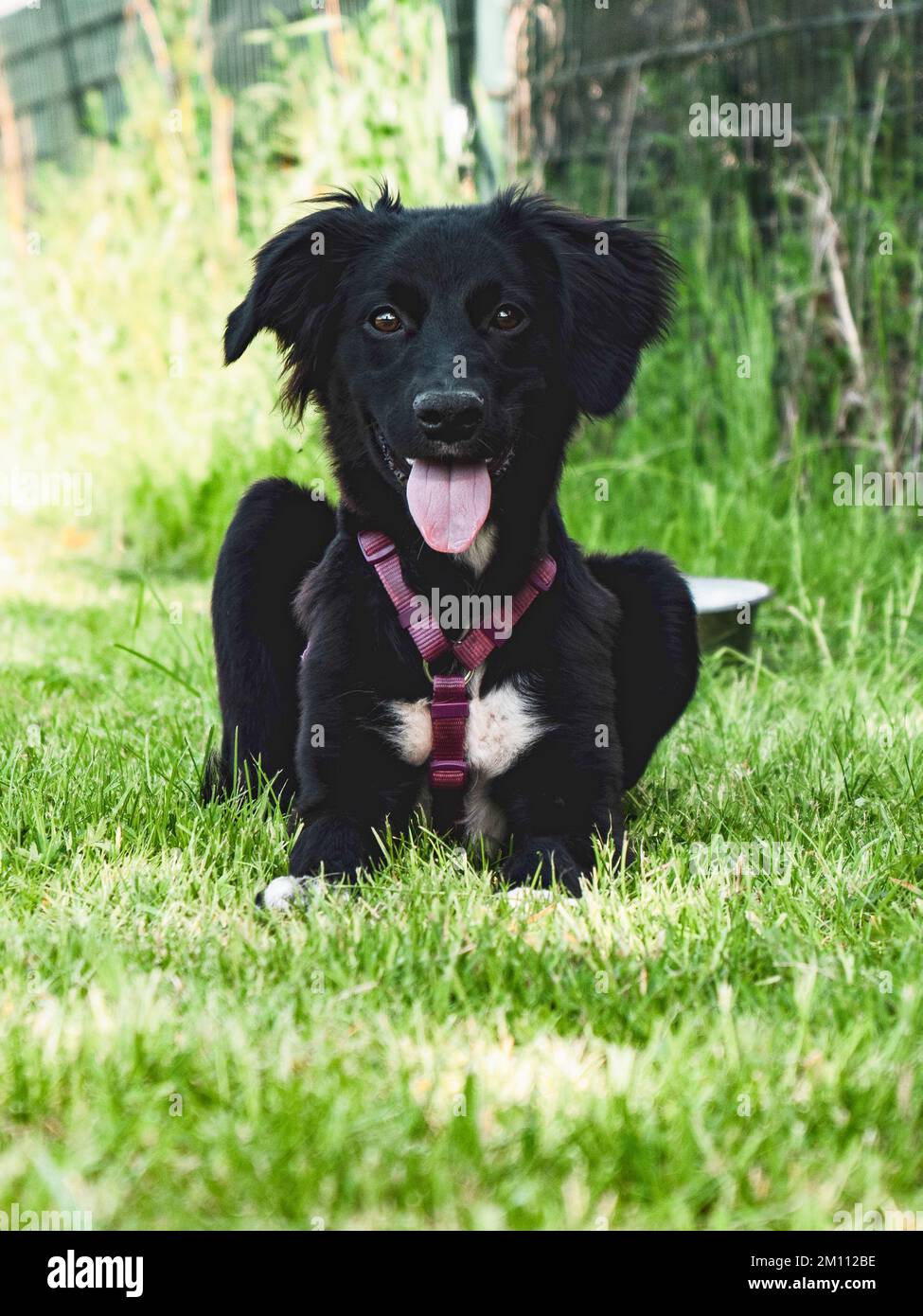 little black dog playing in the garden Stock Photo - Alamy