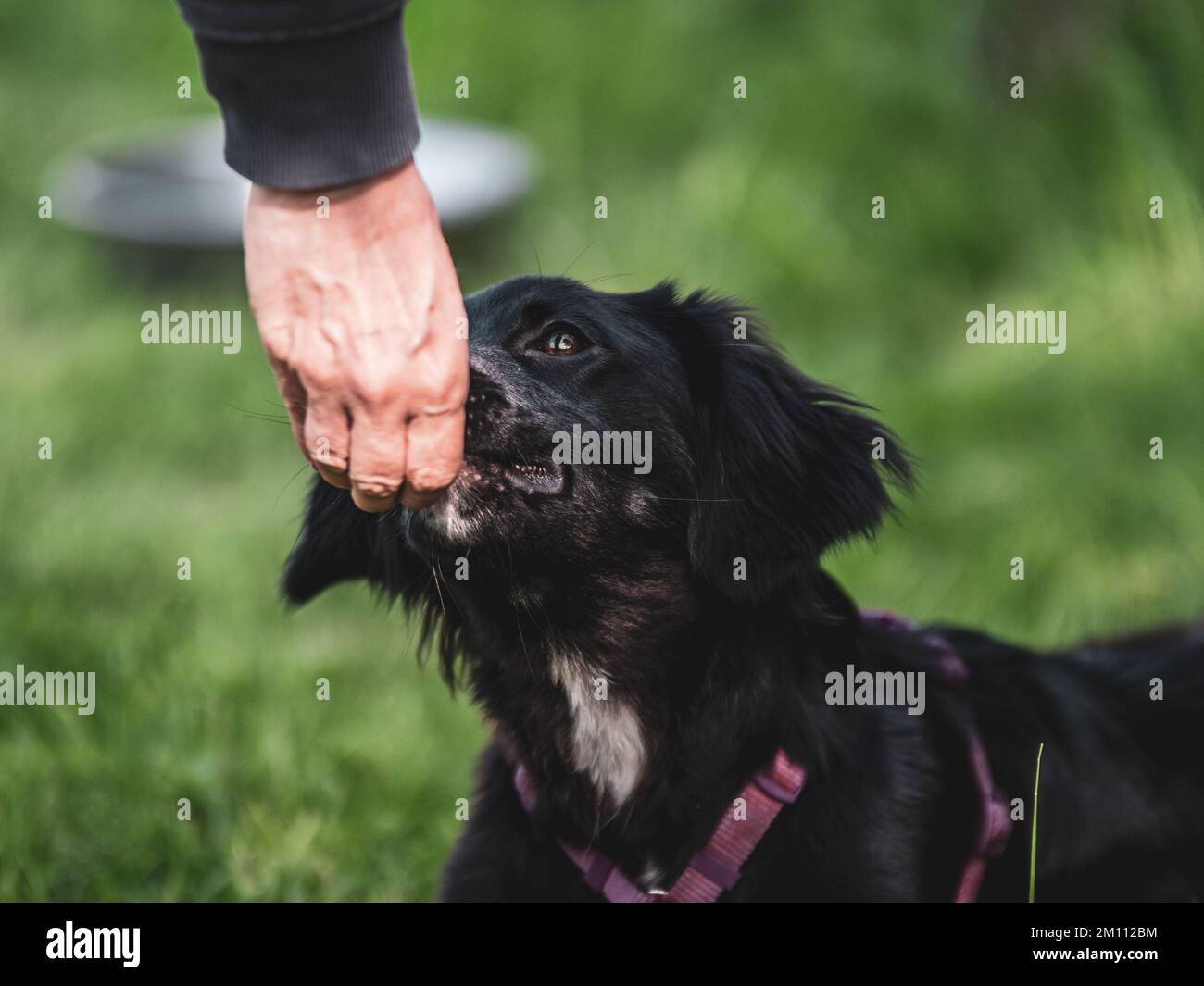little black dog playing in the garden Stock Photo - Alamy