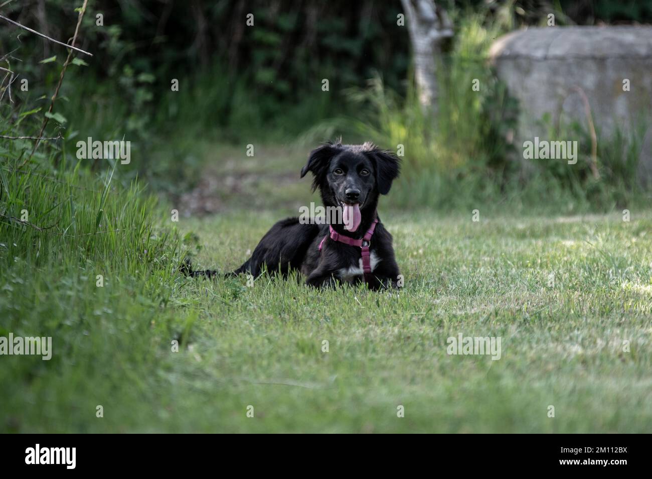 little black dog playing in the garden Stock Photo - Alamy