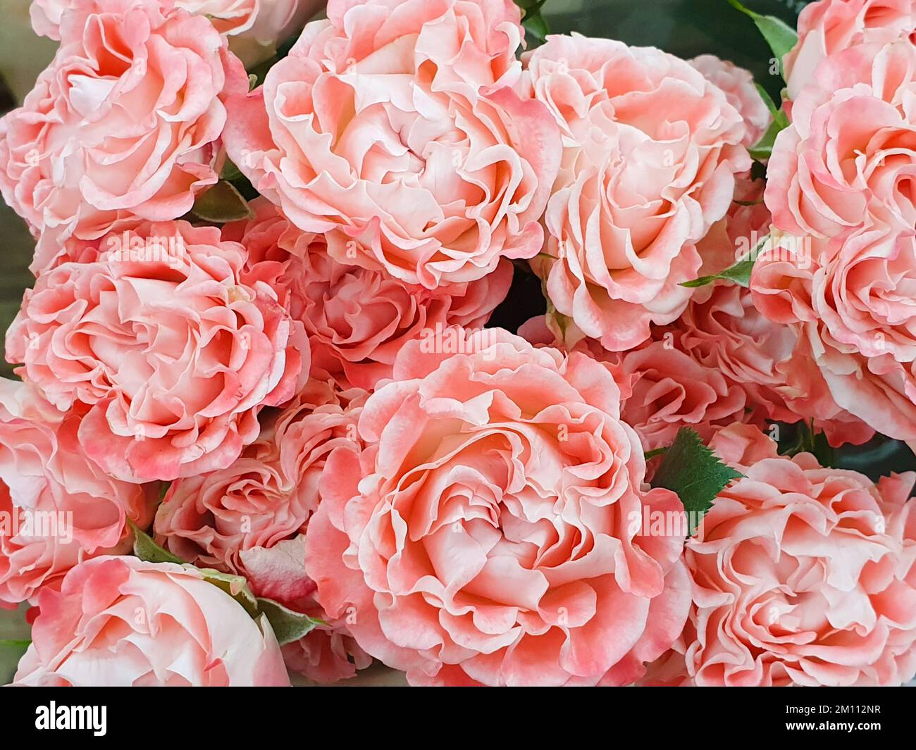 Garden Rose Powder Pink, spray roses flower a lot. Floral texture ...