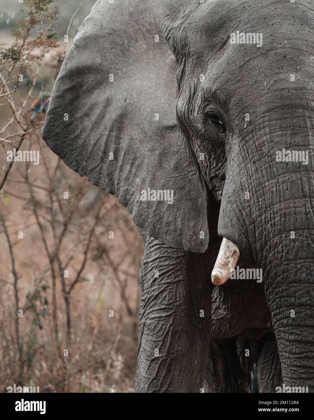 A vertical portrait of an elephant Stock Photo - Alamy