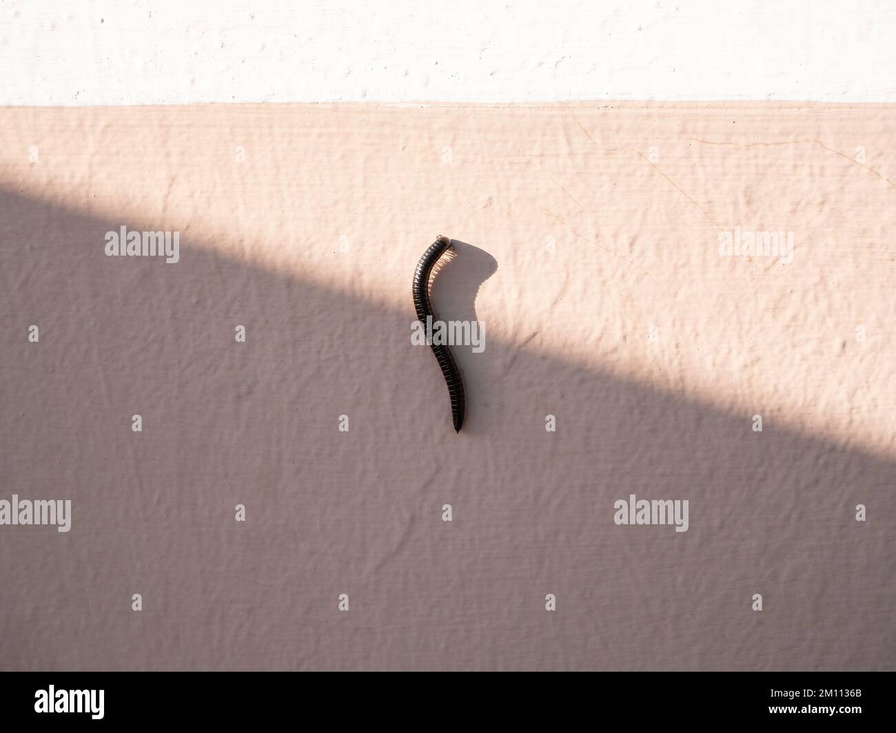 A thousand feet millipede worm walking on the wall Stock Photo - Alamy