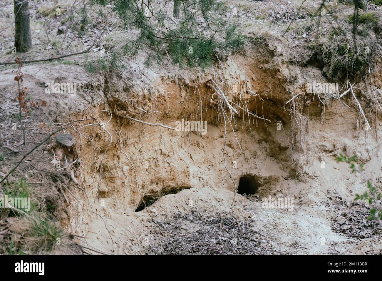 Two animal burrows dug in the sand - forest animal hole. A lair in the ...