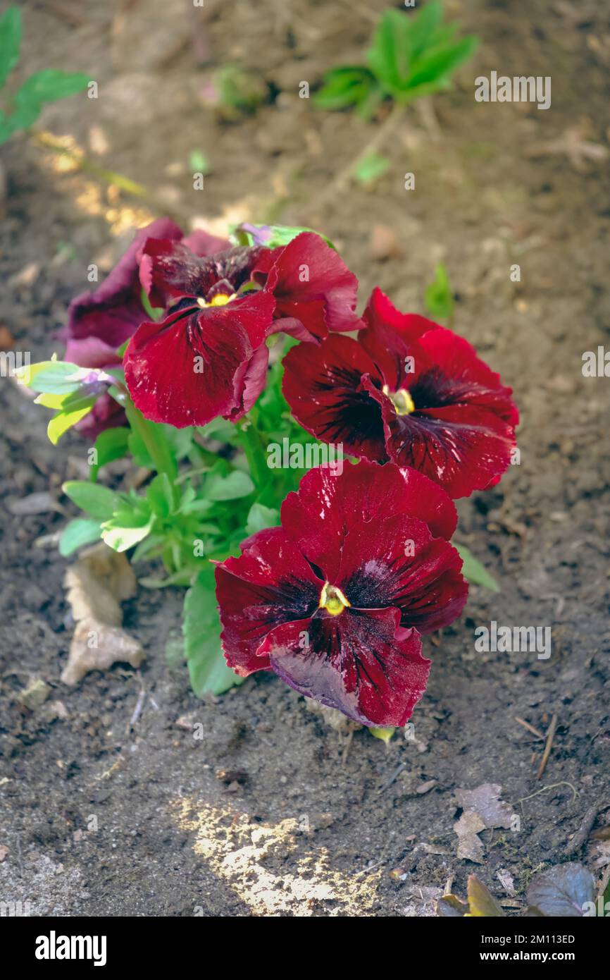 Red pansy flowers Stock Photo - Alamy