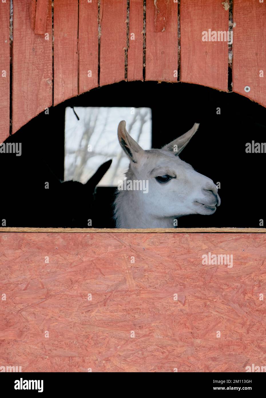 Alpaca head sticking out of the window - the concept of an animal ...