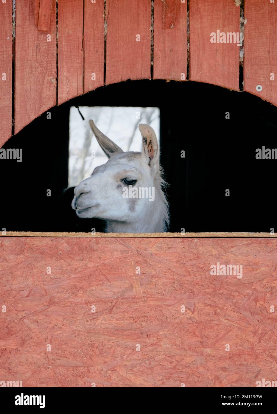 Alpaca looking out the window Stock Photo - Alamy