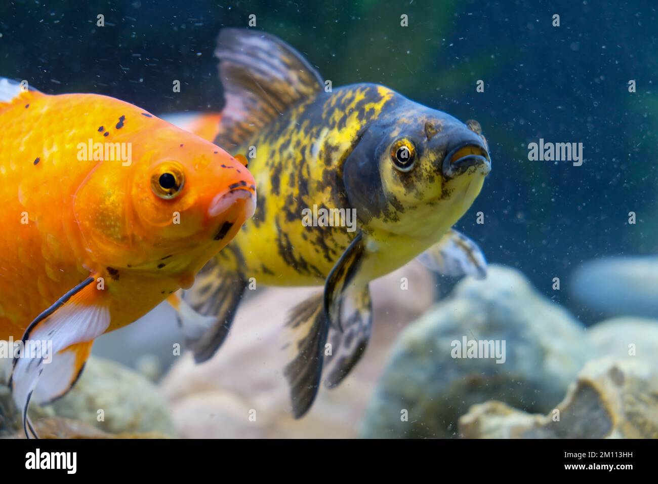 Big colorful fish in the aquarium - gold and orange Stock Photo - Alamy
