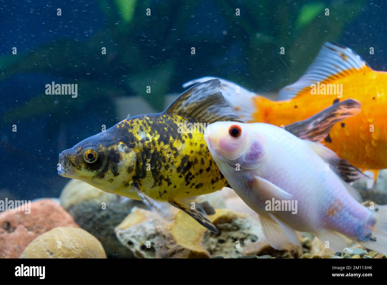 Gold fish big tank hi-res stock photography and images - Alamy