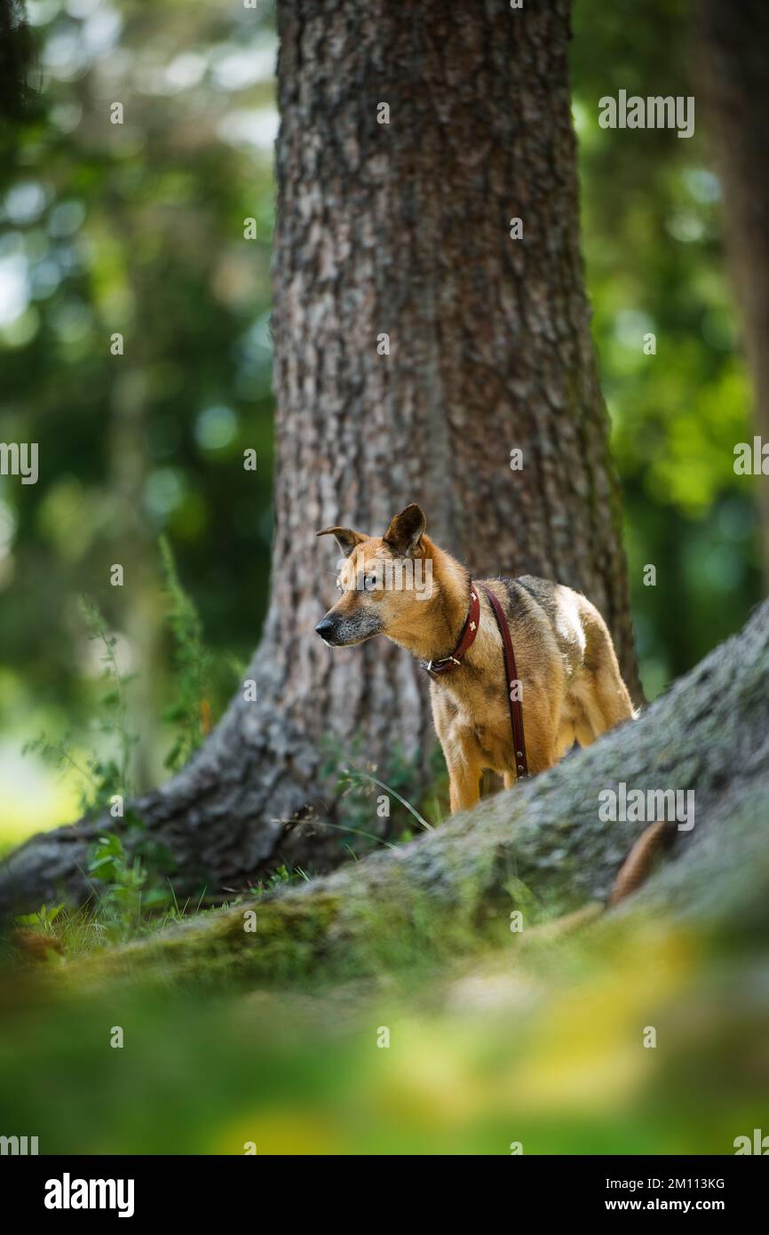 Cross breed dog between trees Stock Photo - Alamy