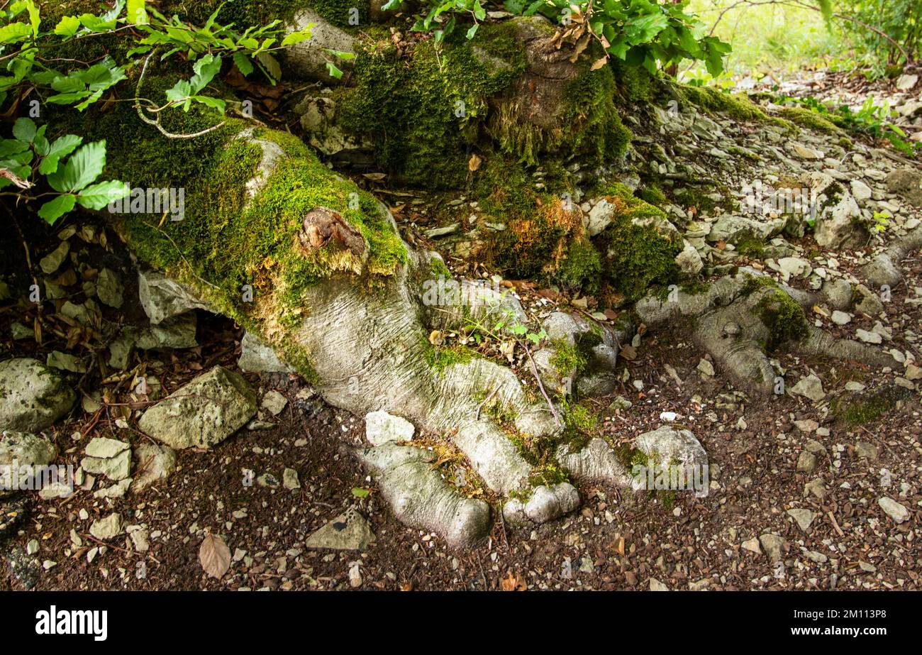A closeup shot of tree roots of an old tree resembling a foot with toes ...