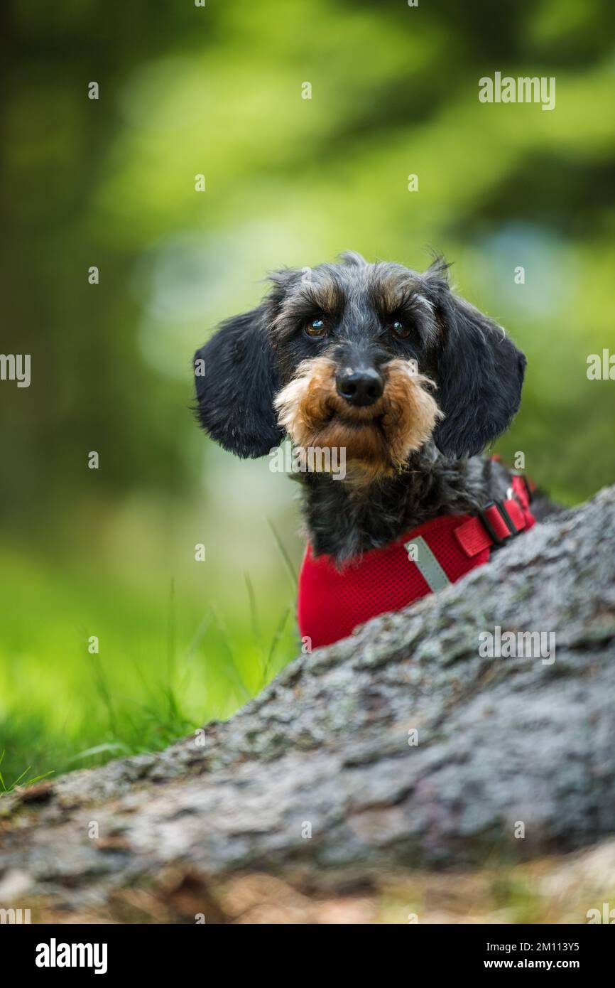 Teckel dog in a forest Stock Photo - Alamy