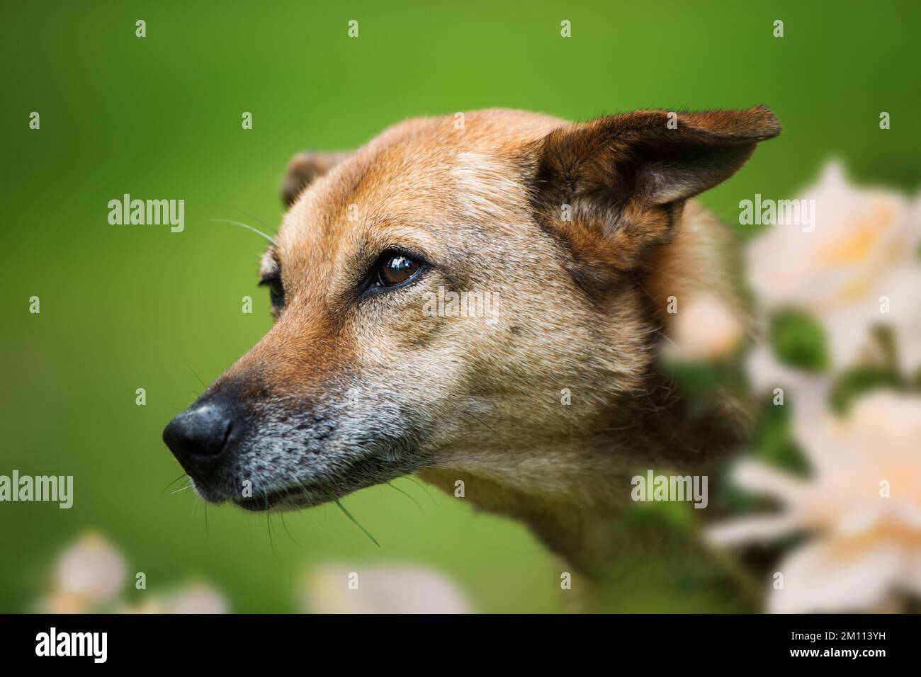 Old cross breed dog in a summer background Stock Photo - Alamy