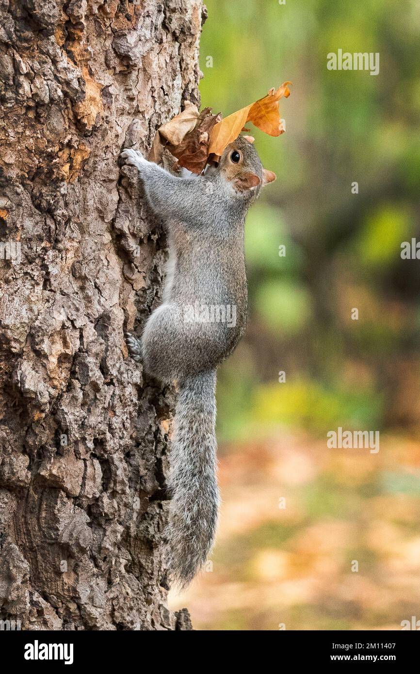 A Squirrel east a chestnut and pose for pictures in St James Park ...