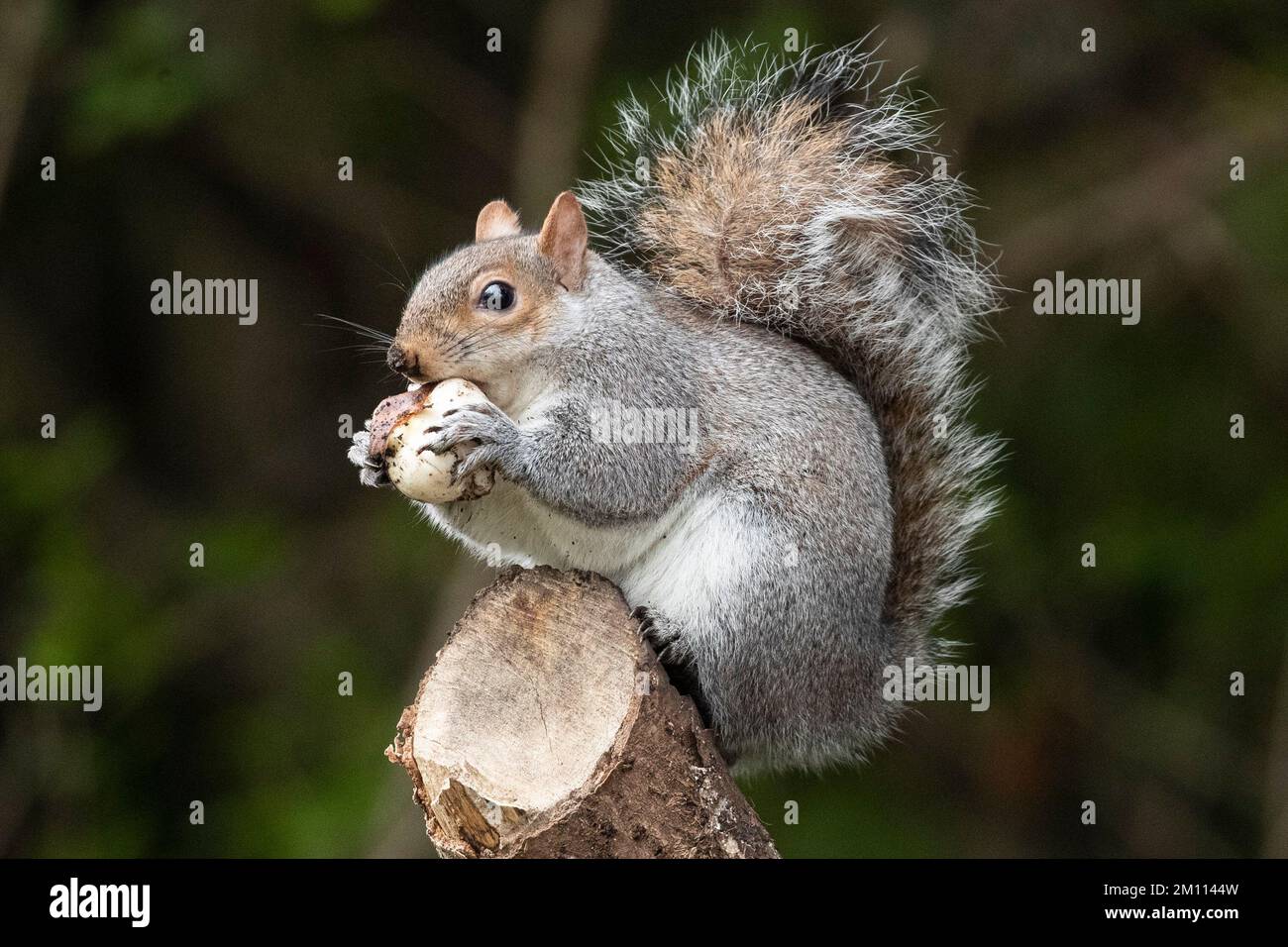 A Squirrel east a chestnut and pose for pictures in St James Park ...