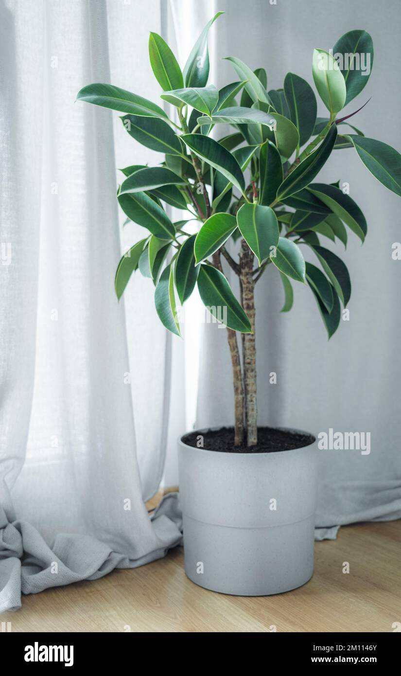 House Plant decoration. Ficus Elastica in a gray pot on the floor in ...