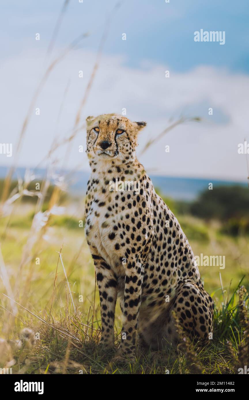 Cheetah vertical shot hi-res stock photography and images - Alamy