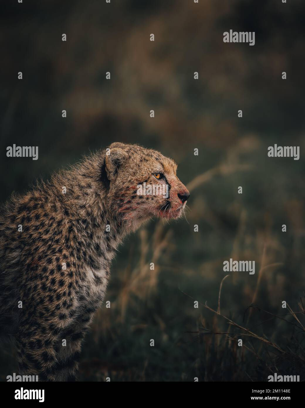 Cheetah vertical shot hi-res stock photography and images - Alamy