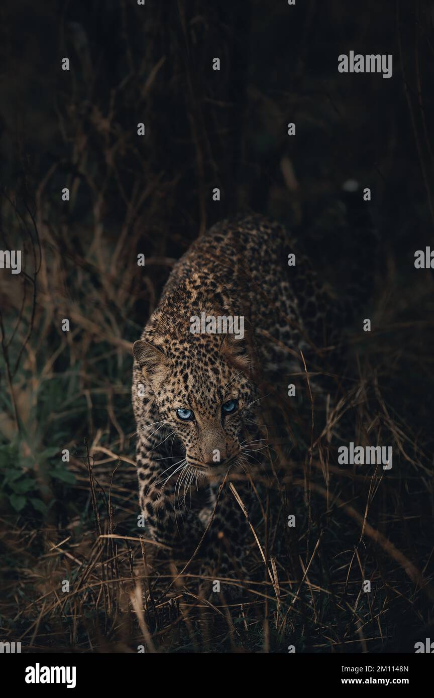 A vertical shot of a cheetah Stock Photo - Alamy