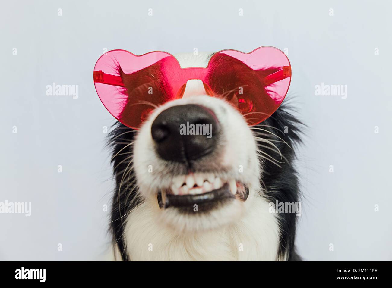 St. Valentine's Day concept. Funny puppy dog border collie in red heart ...