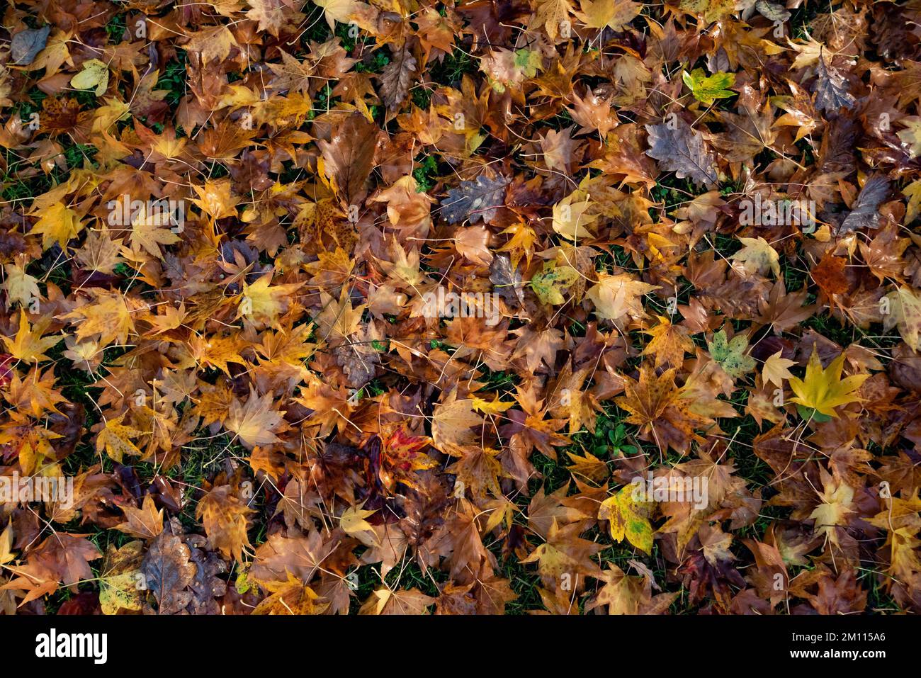 Autumn colours, Kirk House, Chipping, Preston, Lancashire, UK Stock ...