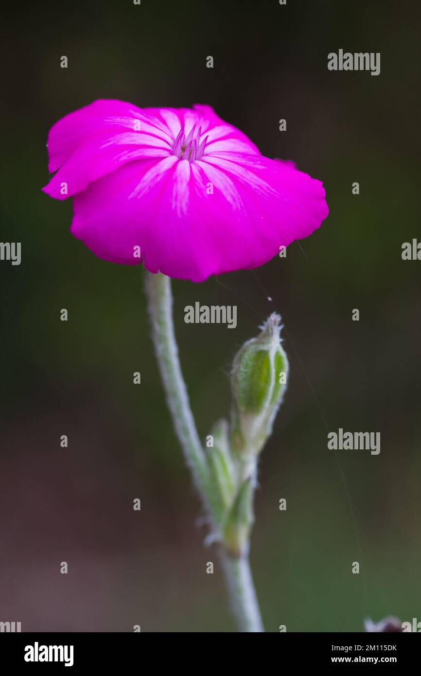 Rose campion flower hi-res stock photography and images - Alamy
