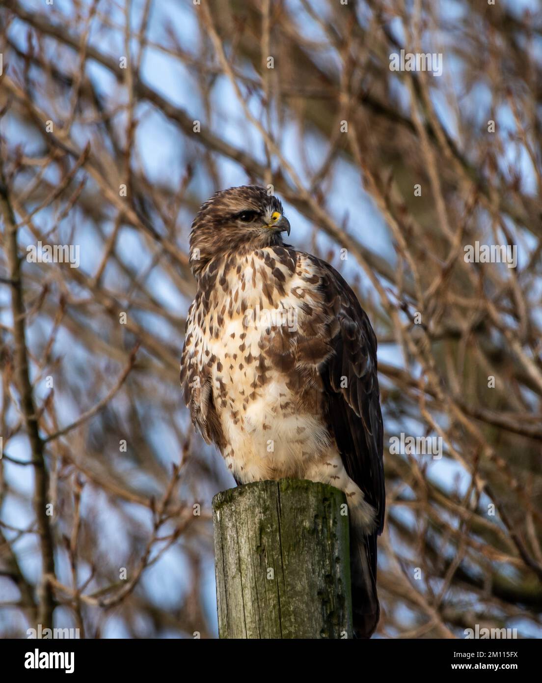 A buzzard on a telegraph post, Clitheroe, Lancashire, UK Stock Photo ...