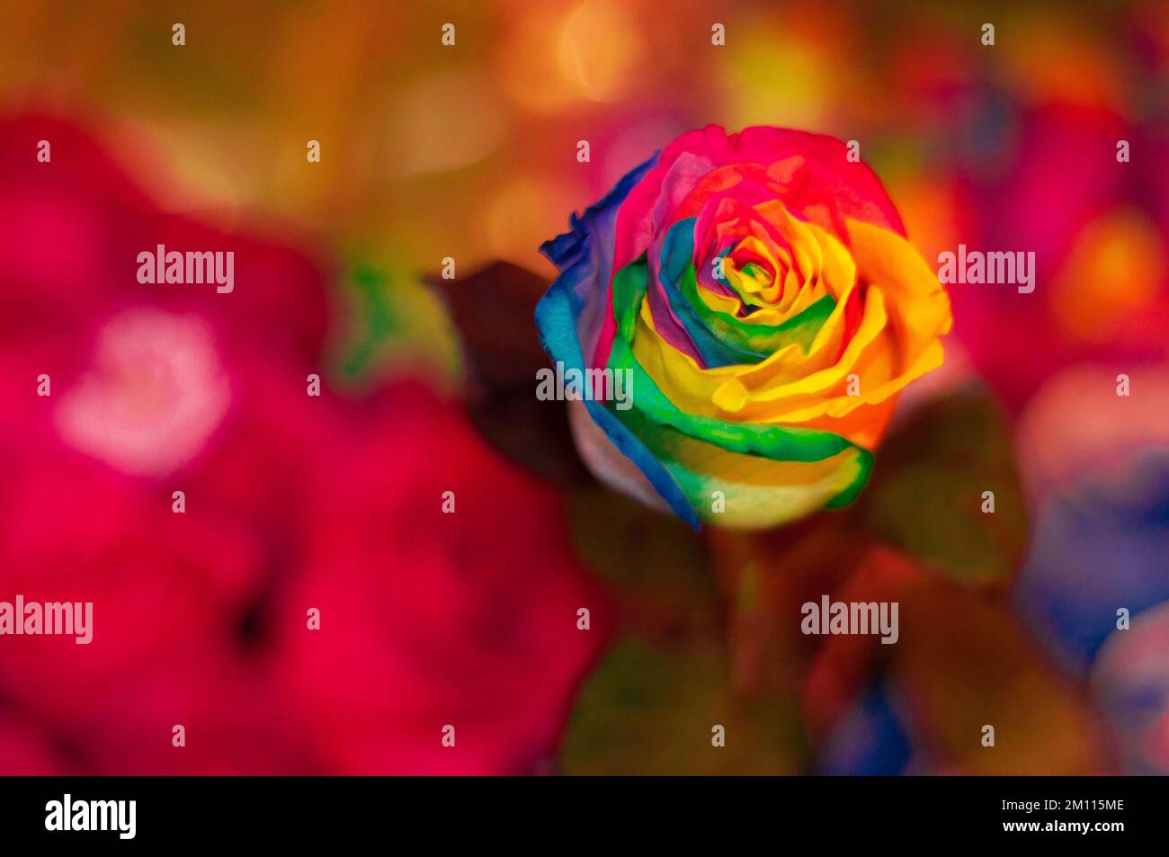 A delicate rose with rainbow-colored petals on the blurred background ...