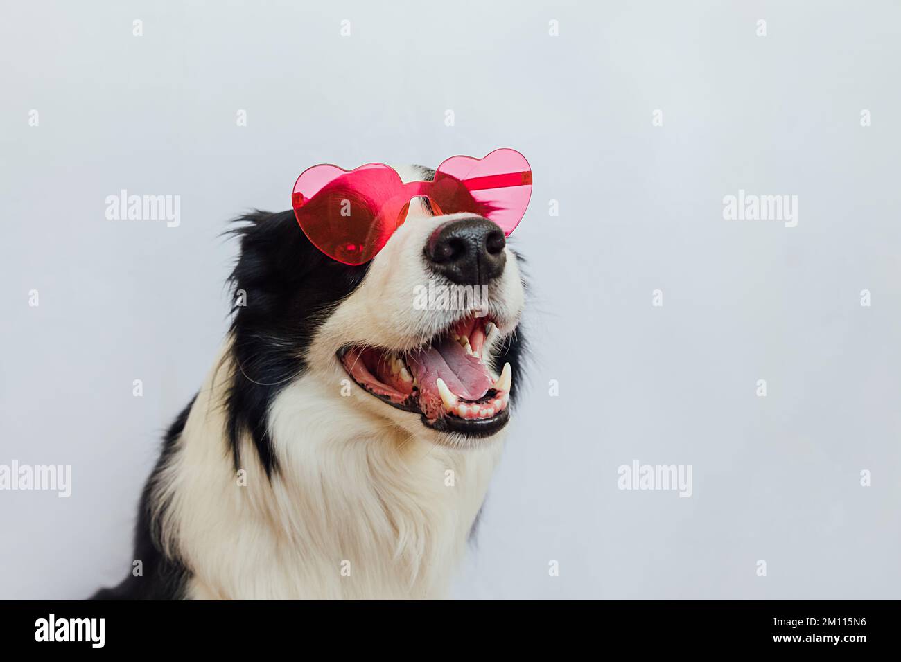 St. Valentine's Day concept. Funny puppy dog border collie in red heart ...