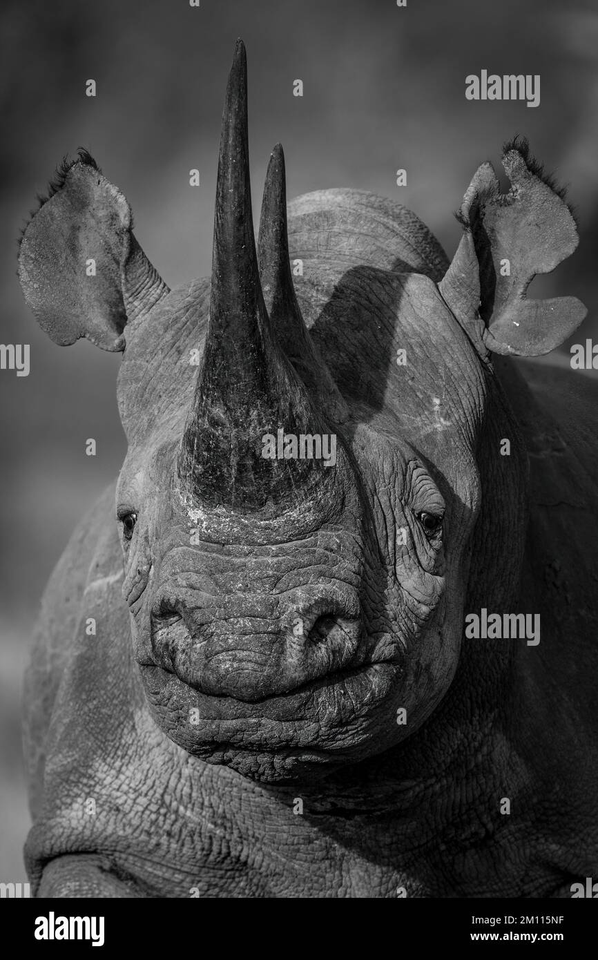 Mono close-up of black rhino watching camera Stock Photo - Alamy