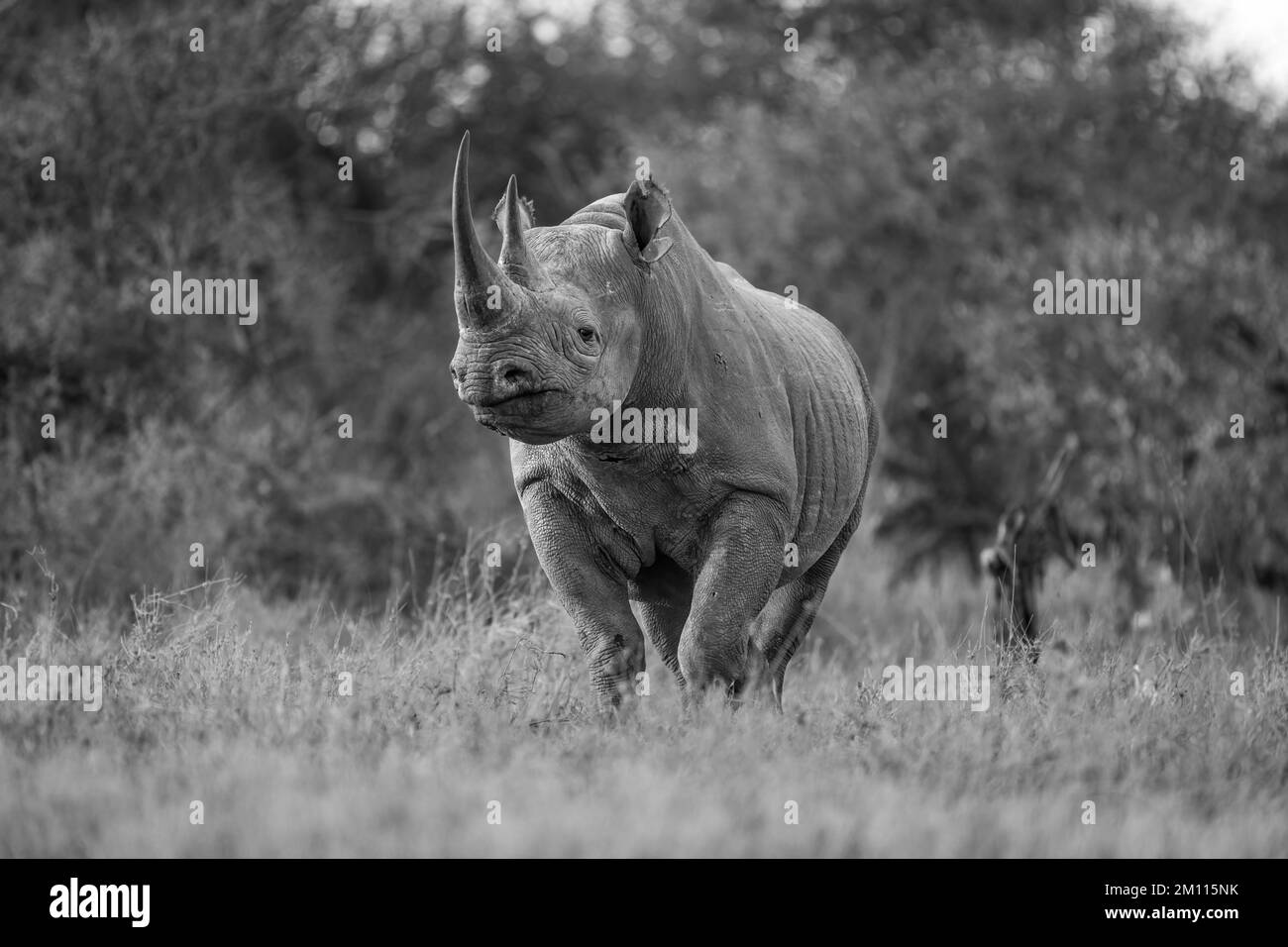 Mono black rhino eyeing camera in clearing Stock Photo - Alamy