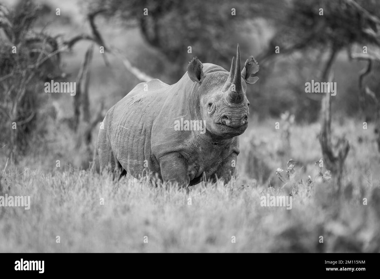 Mono black rhino eyeing camera in grass Stock Photo - Alamy