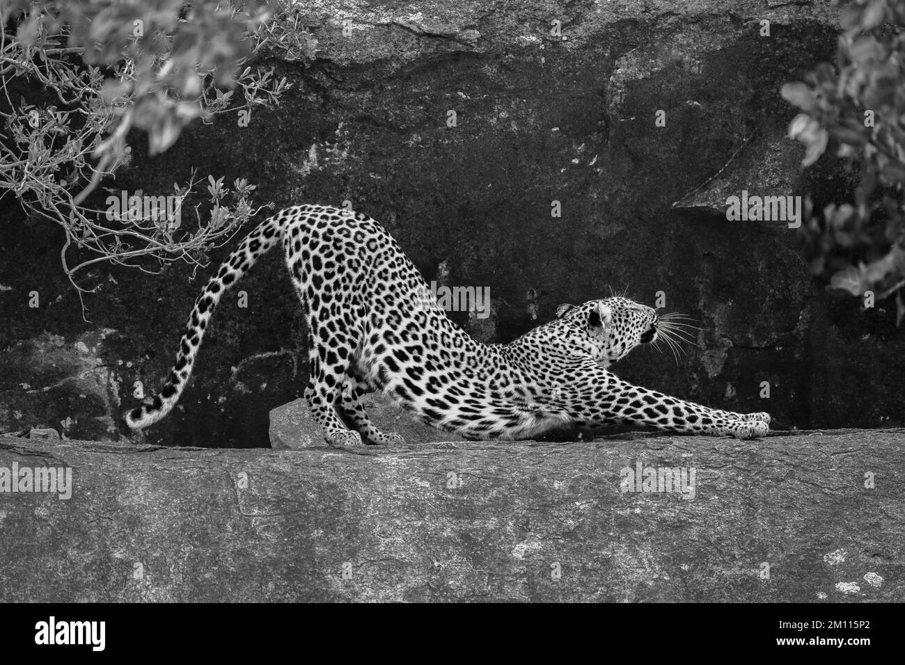 Leopard stretching safari kenya hi-res stock photography and images - Alamy