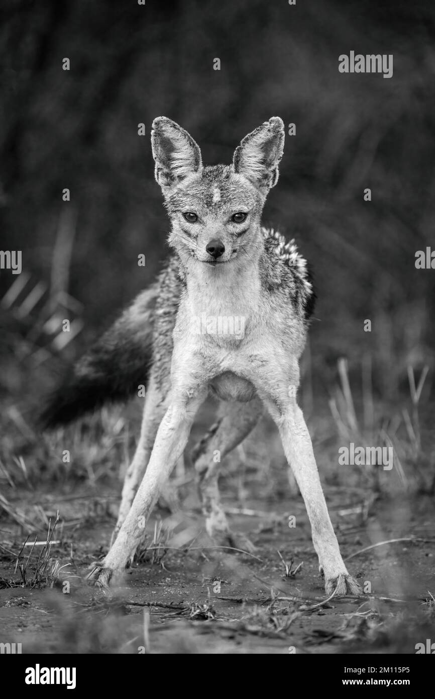 Mono black-backed jackal staring with forelegs apart Stock Photo - Alamy