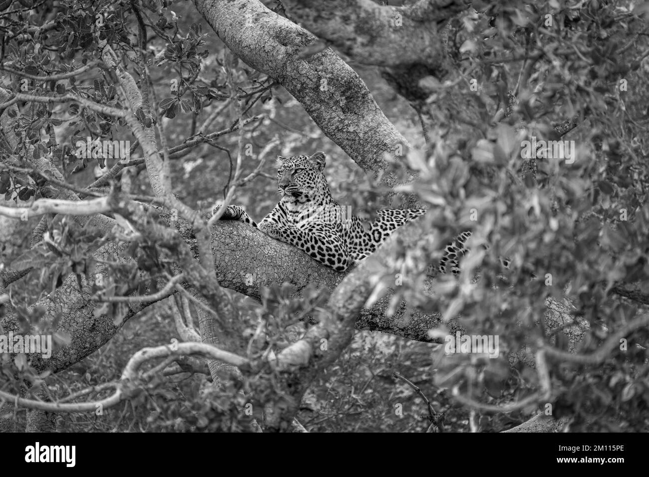 Mono leopard on branch surrounded by foliage Stock Photo - Alamy
