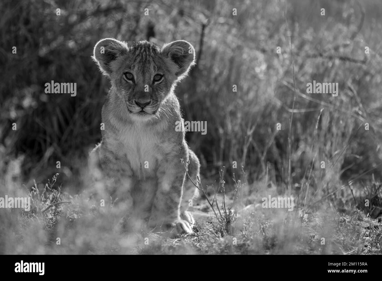 Mono lion cub in grass facing camera Stock Photo - Alamy