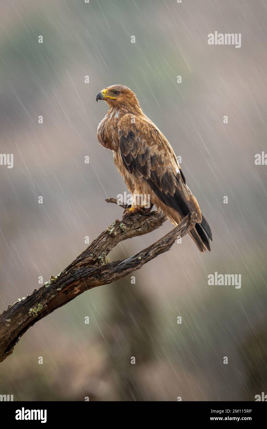Tawny eagle in profile on wet branch Stock Photo - Alamy