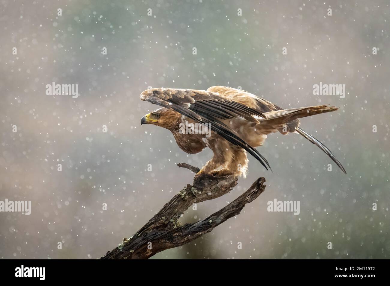 Tawny eagle crouch on stump in rain Stock Photo - Alamy